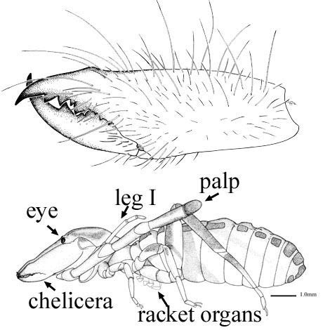 Solifugae Invasive Mite Id