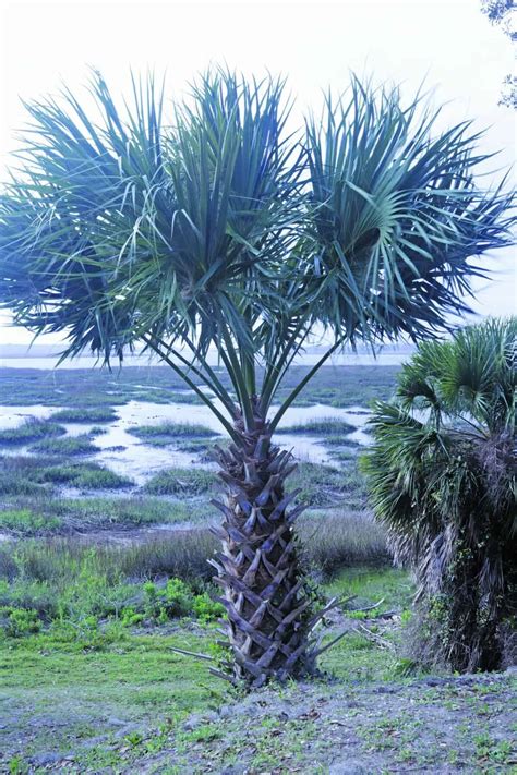 Real Palmetto Tree