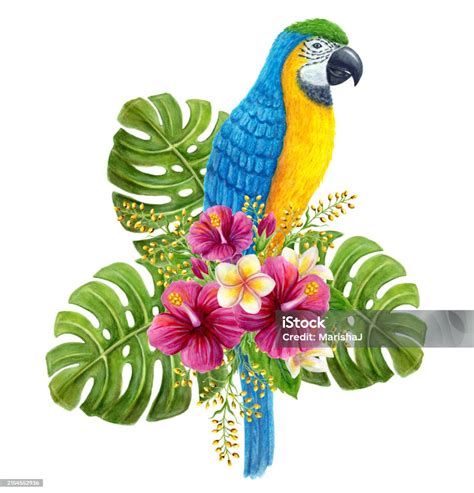 히비스커스 꽃 프랜지파니 몬스테라 잎의 녹지의 열대 꽃다발을 가진 앵무새 나뭇잎과 파란색과 노란색 잉꼬의 수채화 그림 수채화에 대한 스톡 벡터 아트 및 기타 이미지 Istock