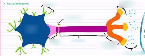 Diagram Of Nervous System Quizlet