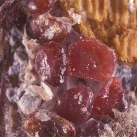 Ask Ifas Greg S Hodges