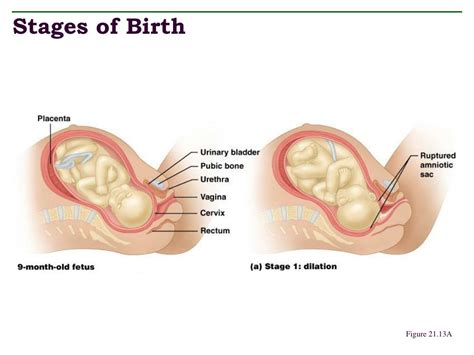 Ppt Reproduction And Development Powerpoint Presentation Free Download