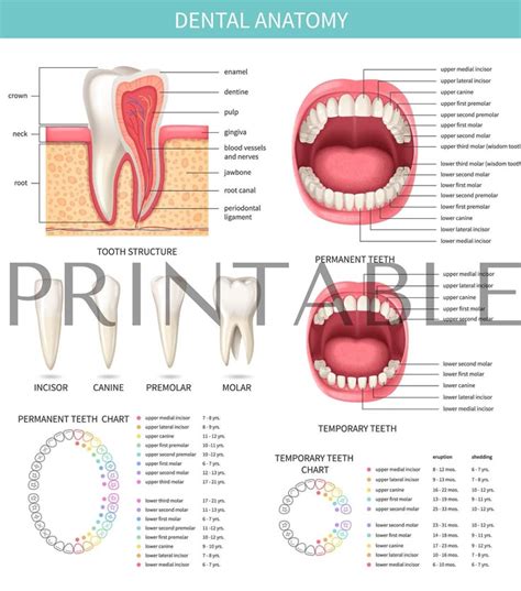 Tooth Anatomy Chart Printable Tooth Art Tooth Anatomy Poster Medspa