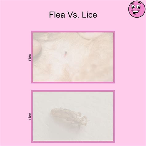 Flea Vs Lice How Pink Power Pest Control Can Help Pink Power Posted