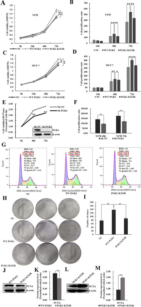 Acetylation Of Pgk1 At Lysine 323 Promotes Glycolysis Cell