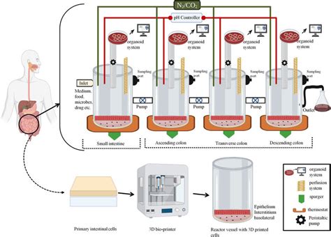 In Vitro Simulation Model Of Human Gut The Model Consists Of Download Scientific Diagram