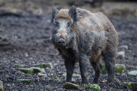 El Jabalí Una Especie Exótica Invasora Que Arrasa Con La Agricultura