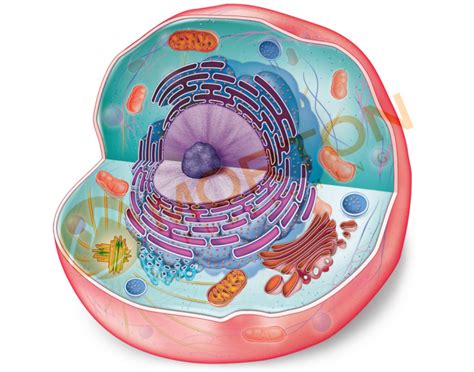 Ths Generalized Eukaryotic Cell Quiz