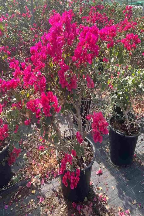 Buy Branched Bougainvillea Plants | Plantshop.me UAE