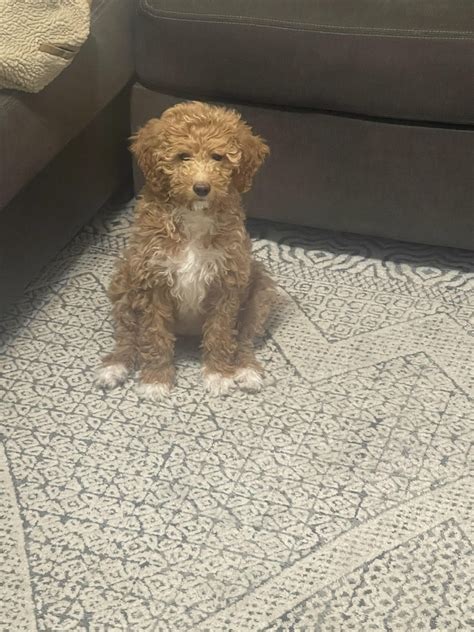 16 Week Old Doodle Waiting To Be Set Free From The Sit Stay Command