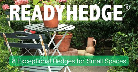 8 Unbeatable Hedges For Small Spaces Readyhedge