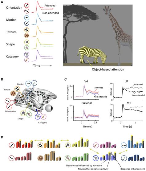 Solving The Binding Problem Assemblies Form When Neurons Enhance Their Firing Rate—they Dont