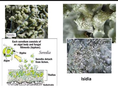 Lichens Sturcture Classification And Reproduction Ppt