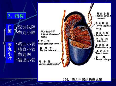 男女生殖系统结构和功能了解word文档在线阅读与下载无忧文档