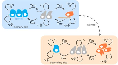 Model Structure Capturing Phenotypic Heterogeneity At The Primary And Download Scientific