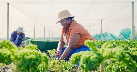 ¿qué Es La Agricultura Sostenible En Humus Natural 🌾