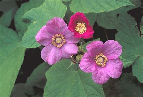Rubus Odoratus Alchetron The Free Social Encyclopedia