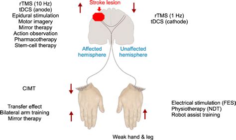 Strategies Of Neuromodulation For Stroke Recovery ↑ Facilitation Or Download Scientific