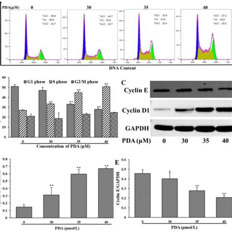 Effect Of Pda On The Cell Cycle Of Smmc 7721 Cells Cells Were Treated