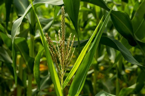 El Maíz O Zea Mays Es Una Flor Monoica De Sedas De Otras Plantas De