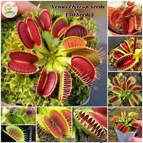 Venus Flytrap Seeds For Planting 50 Seedsbag Rare Carnivorous Plant