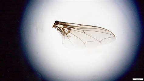 Fly Wing Instance Instance Segmentation Model By Pharinya Boonchai