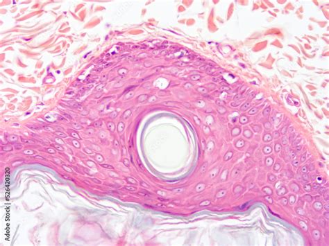 Histology Of Human Tissue Show Epithelial Tissue And Connective Tissue With Microscope View