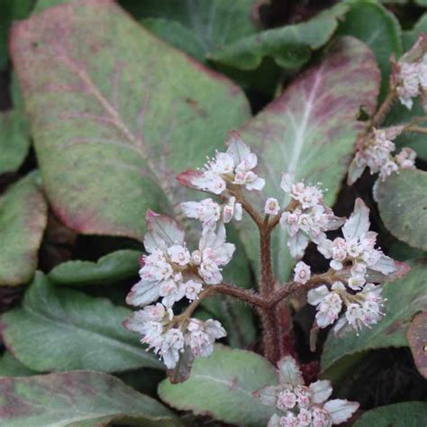Chrysosplenium Macrophyllum Goudveil Online Kopen Kwekerij Pieters Planten