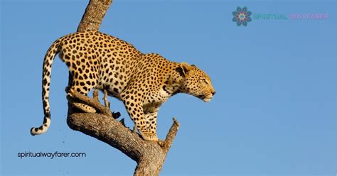 Leopard Symbolism Explained Uncover Strength Grace And Cultural