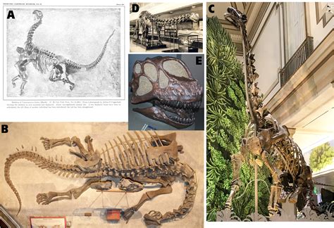 Camarasaurus Skeleton