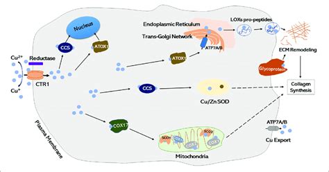 Proposed Cellular Models Of Intracellular Copper Trafficking In