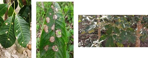 Apakah Beza Getah Asli Dan Sintetik Panduan Untuk Petani Kecil