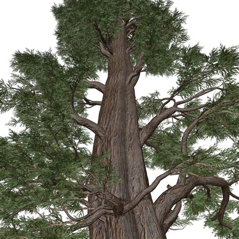 Western Juniper Tree 07 3d Model By Antoniokowatsch