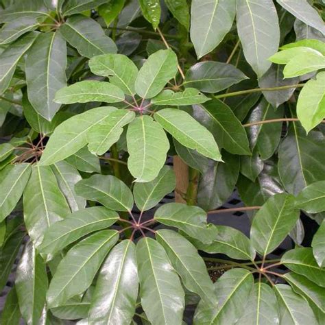 Schefflera Actinophylla