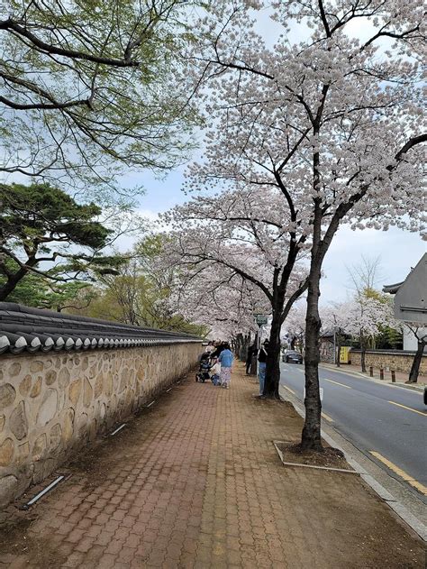 경주 벚꽃 축제 보다 미리 다녀온 후기