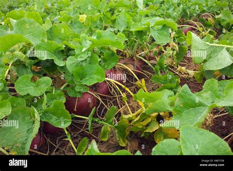 A Crop Of Swede In November Brassica Napus Napobrassica Group Stock