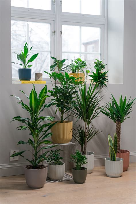 Alt Du Trenger å Vite Om Palmer