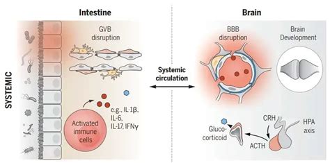 探讨 多因素导致肠易激综合征（ibs）的发病机制 知乎