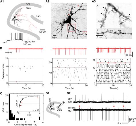 Figure 1 From Role Of Hilar Mossy Cells In The Ca 3 Dentate Gyrus Network During Sharp Wave