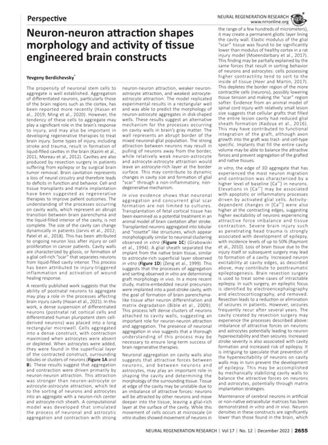 pdf neuron neuron attraction shapes morphology and activity of tissue