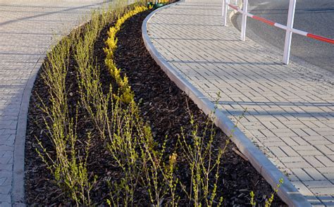 거리에 새로 심은 나무와 화단 녹색 플라스틱 원 물 탱크 트렁크에 직접 손실없이 물을 양수할 수 있습니다 껍질을 뿌리는 것은 증발을 감소시킬 것입니다 0명에 대한 스톡 사진