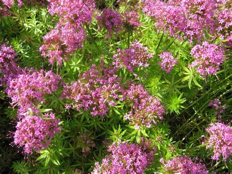 Фуопсис | Plants, Garden