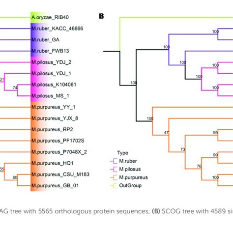 Whole Genome Alignment On Monascus Ruber Kacc 46666 M Pilosus Ydj2 Download Scientific