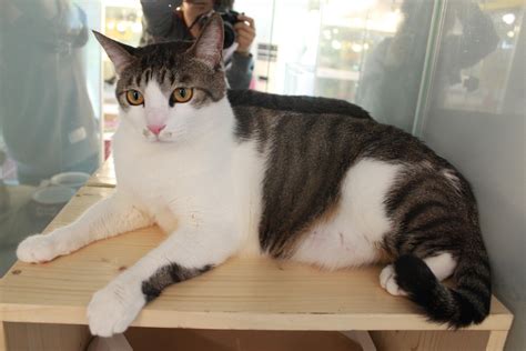 코리안숏헤어 견우 책임무료분양분양완료 강아지무료분양 고양이무료분양 유기견입양 아이조아요양보호소