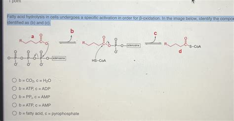 Solved Fatty Acid Hydrolysis In Cells Undergoes A Specific
