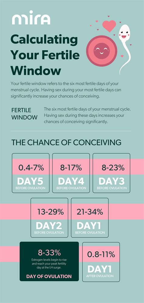 How Long Does Ovulation Last Ovulation Window Guide Artofit