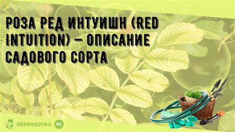Роза Ред Интуишн (Red Intuition) — описание садового сорта - YouTube