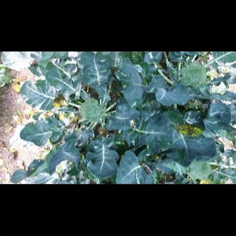 Broccoli Segmentation Instance Segmentation Dataset And Pre Trained Model By Flower Testing