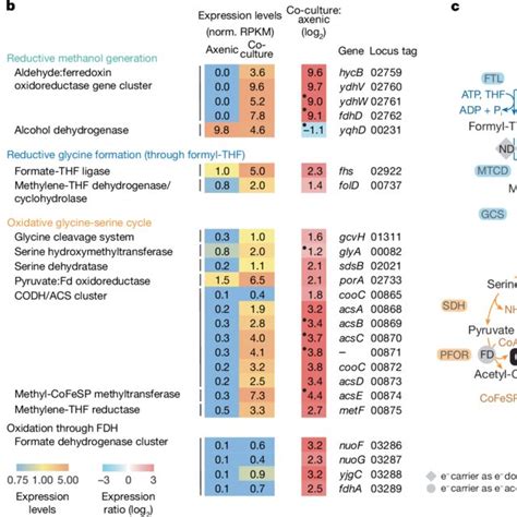 Methanol Transfer Supports Metabolic Syntrophy Between Bacteria And