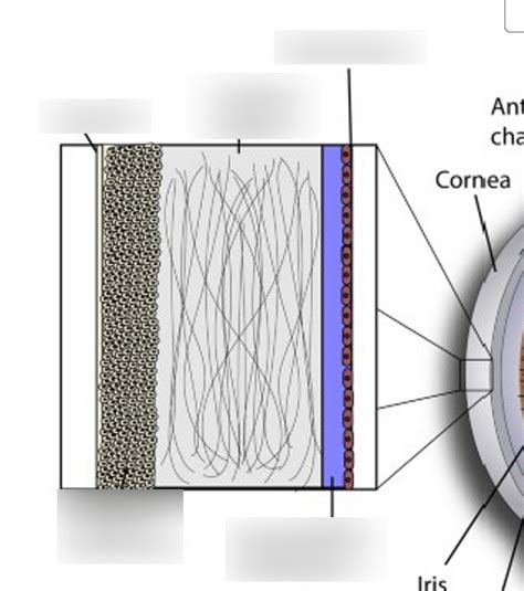 Diagram Of 1 Eye Pathology 2 Cornea Quizlet